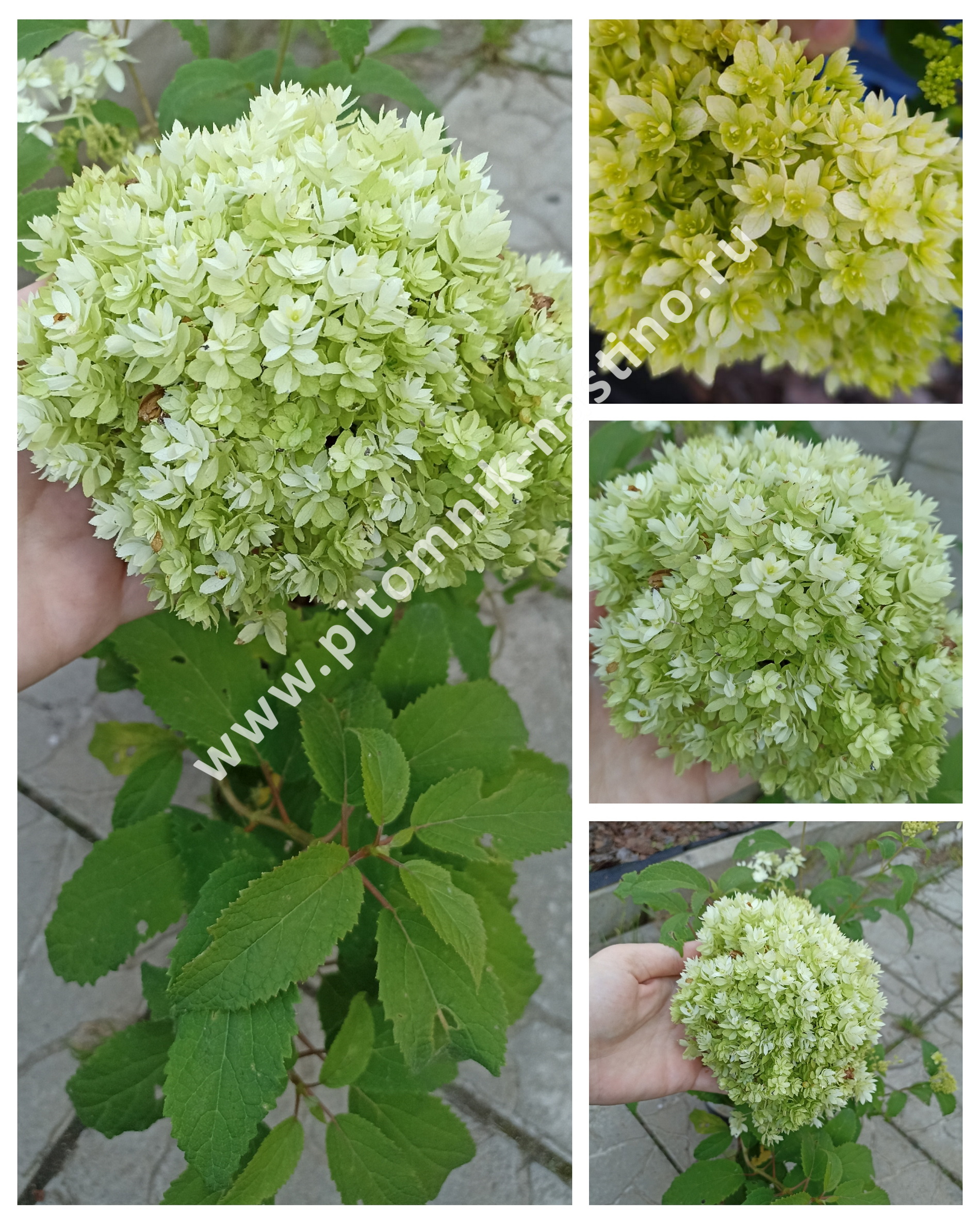 Гортензия древовидная Hayes Starburst (Double Annabelle) (Р9)