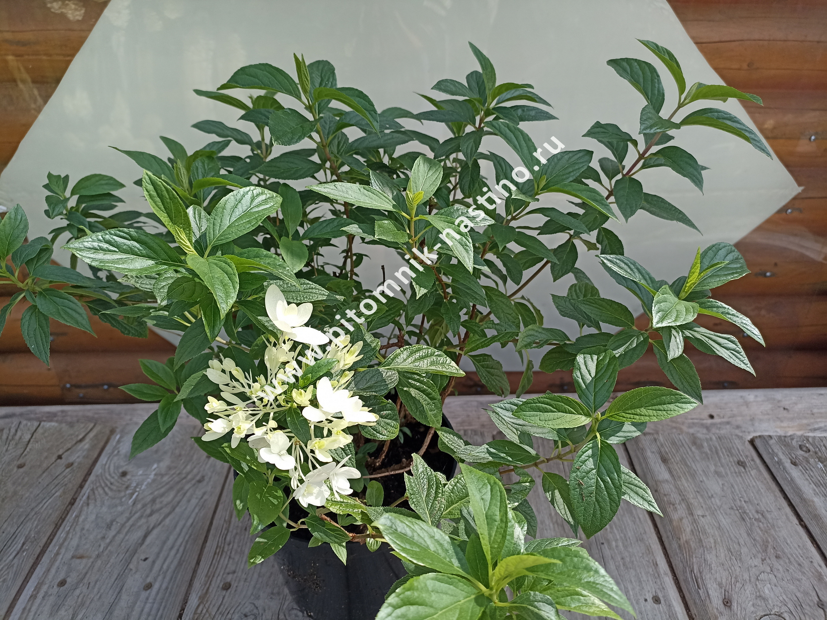 Гортензия метельчатая Groundbreaker Blush (Граундбрейкер Блаш) (Р9)