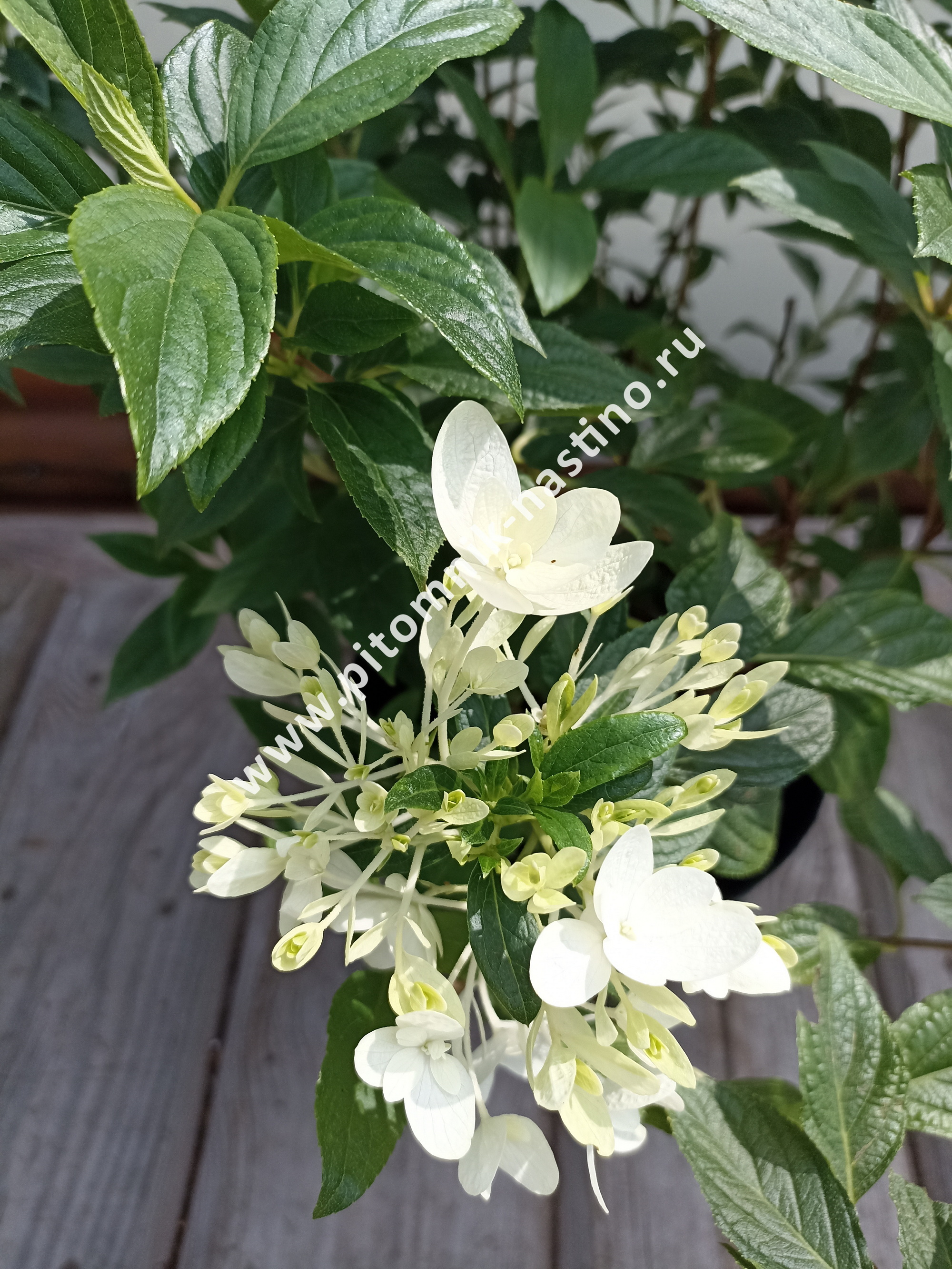 Гортензия метельчатая Groundbreaker Blush (Граундбрейкер Блаш) (Р9)