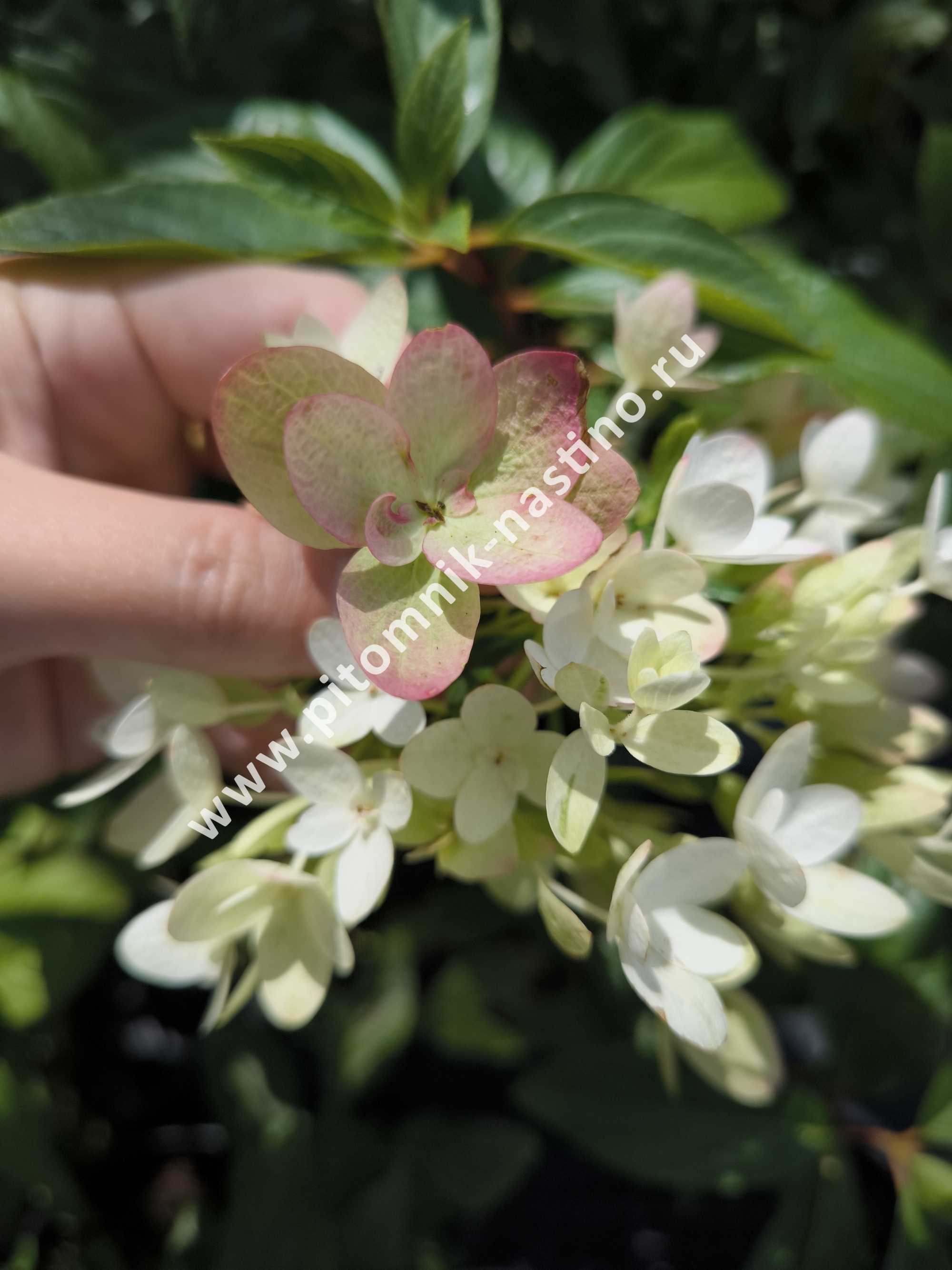 Гортензия метельчатая Groundbreaker Blush (Граундбрейкер Блаш) (Р9)